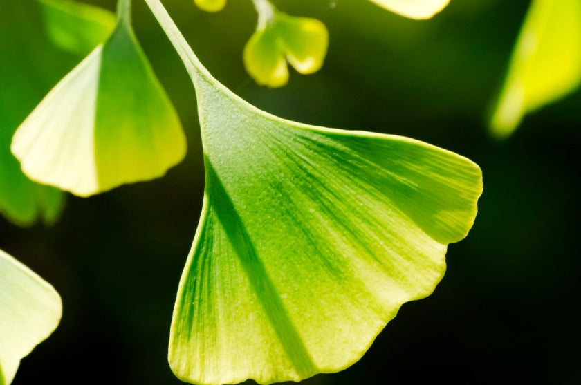 5G Male Enhancement Supplement | Supernatural Man